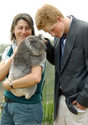 Prince Harry Echidna Called Spike Editorial Stock Photo - Stock Image ...