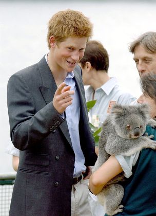 Prince Harry Echidna Called Spike Editorial Stock Photo - Stock Image ...