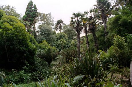 Lost Gardens Heligan Jungle Editorial Stock Photo - Stock Image ...