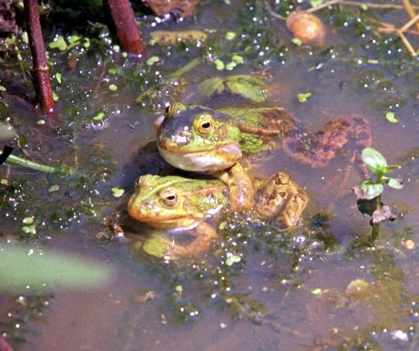 Frogs Mating Editorial Stock Photo - Stock Image | Shutterstock