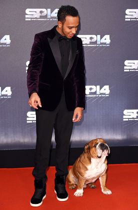 Lewis Hamilton Dog Roscoe Editorial Stock Photo - Stock Image ...