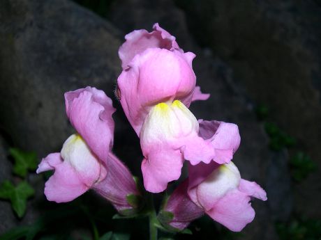 Snap Dragon Editorial Stock Photo - Stock Image | Shutterstock