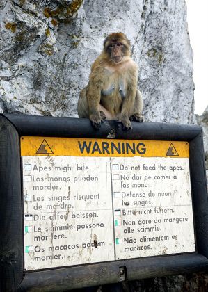 Barbary Macaque Sitting On Sign Warning Editorial Stock Photo - Stock ...