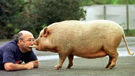 Pig Owner Fighting Over Piece Toast Editorial Stock Photo - Stock Image ...
