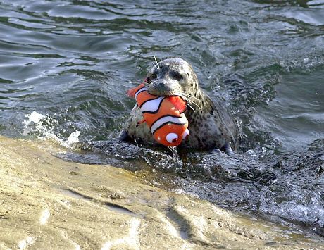 250 Finding nemo 2003 Stock Pictures, Editorial Images and Stock Photos ...