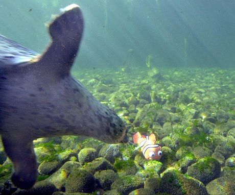 250 Finding nemo 2003 Stock Pictures, Editorial Images and Stock Photos ...