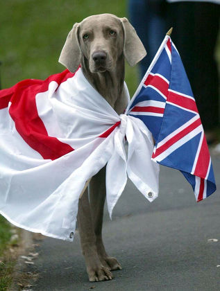 imágenes de Various Animals in the Westcountry, Britain - 2003 ...