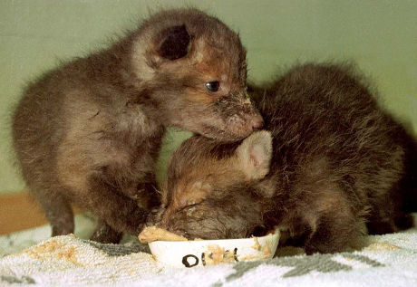 Tame Fox Drinking Tea Editorial Stock Photo - Stock Image | Shutterstock