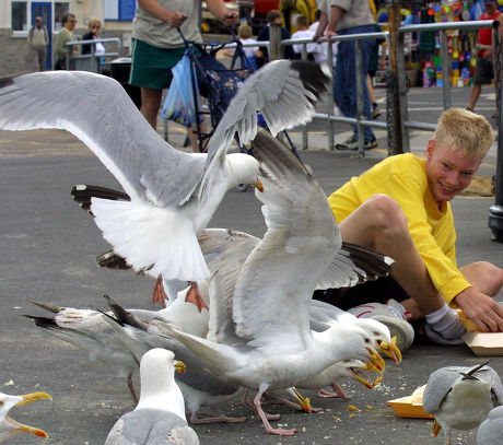 Seagulls Eating Chips Editorial Stock Photo - Stock Image | Shutterstock