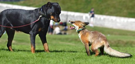 Rottweiler Fox Editorial Stock Photo - Stock Image | Shutterstock