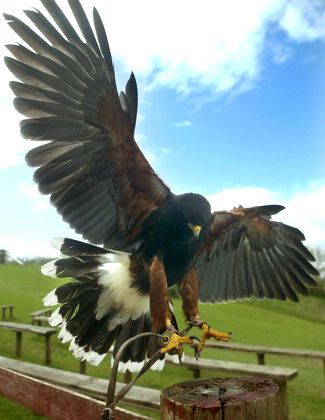 Harris Hawk Editorial Stock Photo - Stock Image | Shutterstock