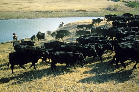 Cowboys Rounding Cattle On Shrearer Ranch Editorial Stock Photo - Stock ...