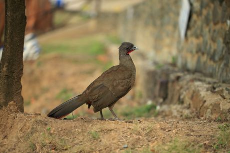 Rufousvented Chachalaca Ortalis Ruficauda Adult Standing Editorial ...