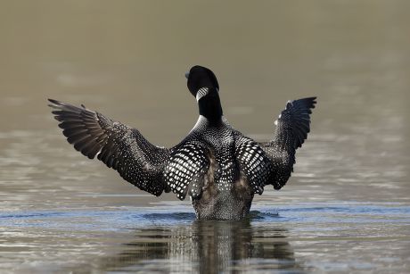 22 Great northern loons Stock Pictures, Editorial Images and Stock ...