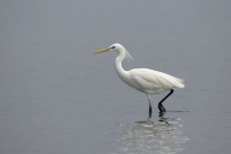 Chinese Egret Egretta Eulophotes Adult Breeding Editorial Stock Photo ...