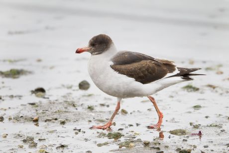 Dolphin Gull Leucophaeus Scoresbii Immature Walking Editorial Stock ...