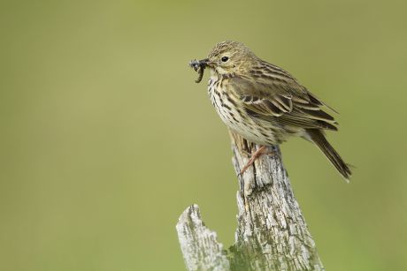 Meadow Pipit Anthus Pratensis Adult Insects Editorial Stock Photo ...
