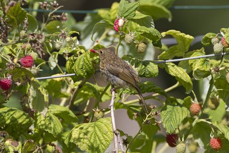 68 Bird pests Stock Pictures, Editorial Images and Stock Photos ...