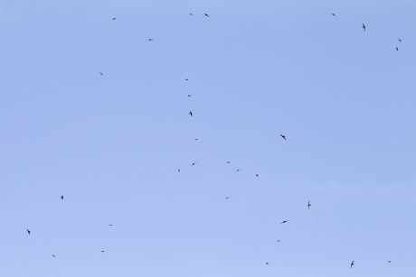 Common Swift Apus Apus Flock Flight Editorial Stock Photo - Stock Image ...