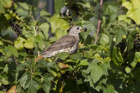 68 Bird pests Stock Pictures, Editorial Images and Stock Photos ...