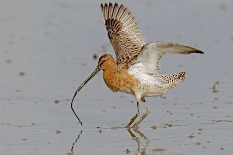 Asian Dowitcher Limnodromus Semipalmatus Adult Partial Editorial Stock ...