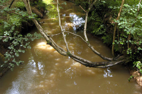 A A MILNE COUNTRY, ASHDOWN FOREST, KENT, BRITAIN - 2003 Stock Pictures ...