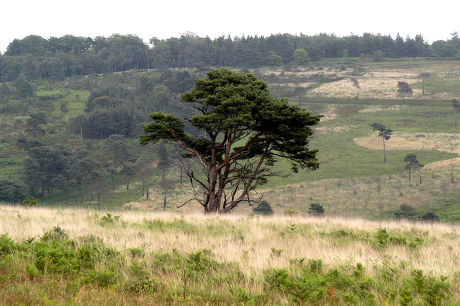 A A MILNE COUNTRY, ASHDOWN FOREST, KENT, BRITAIN - 2003 Stock Pictures ...
