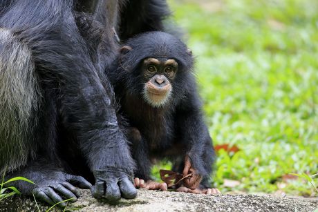 41 Cute chimp Stock Pictures, Editorial Images and Stock Photos ...