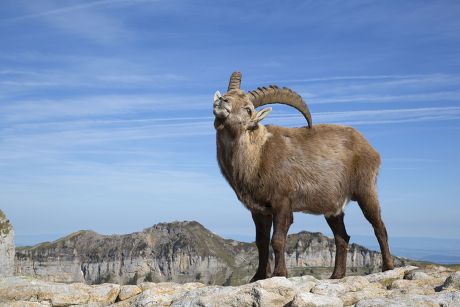 Alpine Ibex Capra Ibex Adult Male Editorial Stock Photo - Stock Image ...