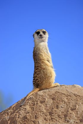 250 Meercats Stock Pictures, Editorial Images and Stock Photos ...