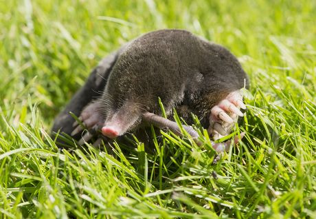 72 European moles Stock Pictures, Editorial Images and Stock Photos ...