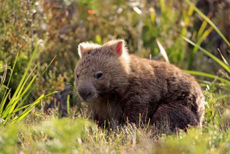 19 Common wombats Stock Pictures, Editorial Images and Stock Photos ...