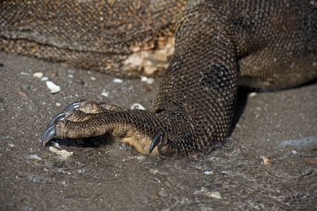 Komodo Dragon Varanus Komodoensis Adult Closeup Editorial Stock Photo ...