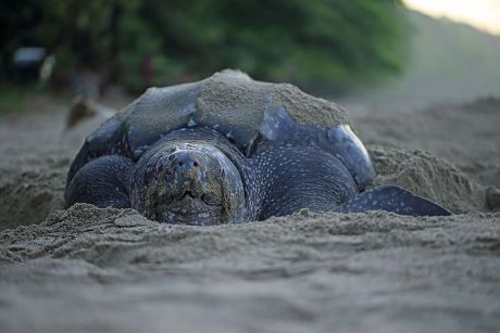 250 Female sea turtle Stock Pictures, Editorial Images and Stock Photos ...