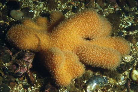 9 Alcyonium digitatum Stock Pictures, Editorial Images and Stock Photos ...