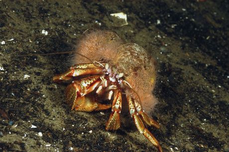 2 Hydractinia echinata Stock Pictures, Editorial Images and Stock ...