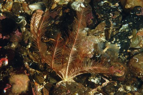 1 Antedonidae Stock Pictures, Editorial Images and Stock Photos ...