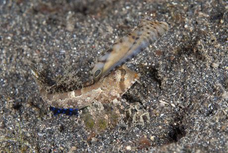 Kuiters Dragonet Dactylopus Kuiteri Adult On Editorial Stock Photo ...
