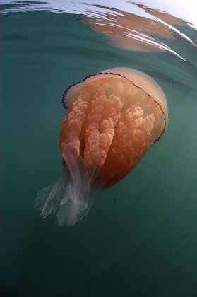 21 Frilly mouthed jellyfish Stock Pictures, Editorial Images and Stock ...