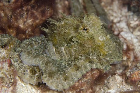 Algae Octopus Abdopus Aculeatus Adult Rinca Editorial Stock Photo ...