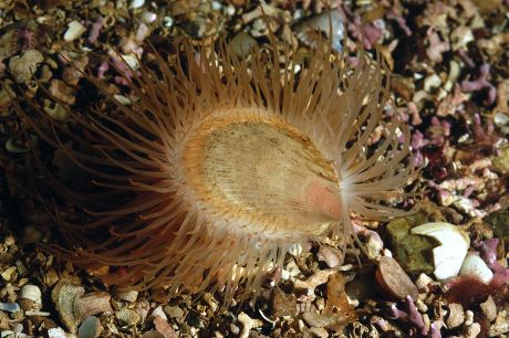 2 Limidae Stock Pictures, Editorial Images and Stock Photos | Shutterstock