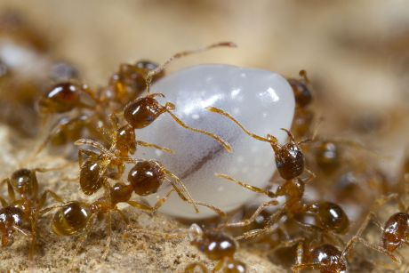 Mediterranean Dimorphic Ant Pheidole Pallidula Adults Editorial Stock ...