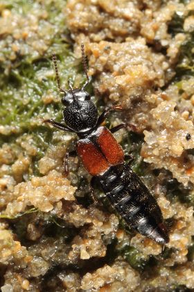 10 Staphylinidae Stock Pictures, Editorial Images and Stock Photos ...