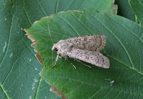 250 Noctuid Stock Pictures, Editorial Images and Stock Photos ...