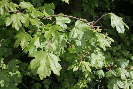 63 Field maples Stock Pictures, Editorial Images and Stock Photos ...