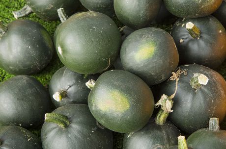 2 Gem squashes Stock Pictures, Editorial Images and Stock Photos | Shutterstock