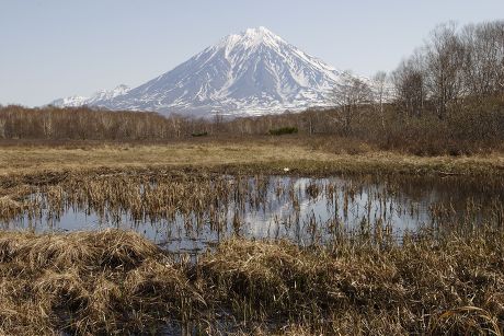 View Bog Ermans Birch Betula Ermanii Editorial Stock Photo - Stock ...