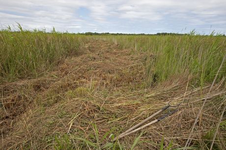 Sedge Cutting Marshland Sutton Fen Rspb Editorial Stock Photo - Stock ...