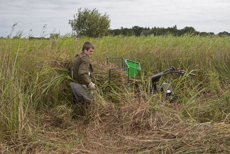 Sedge Cutting Machine Marshland Sutton Fen Editorial Stock Photo ...