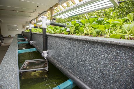 250 Water troughs Stock Pictures, Editorial Images and Stock Photos ...